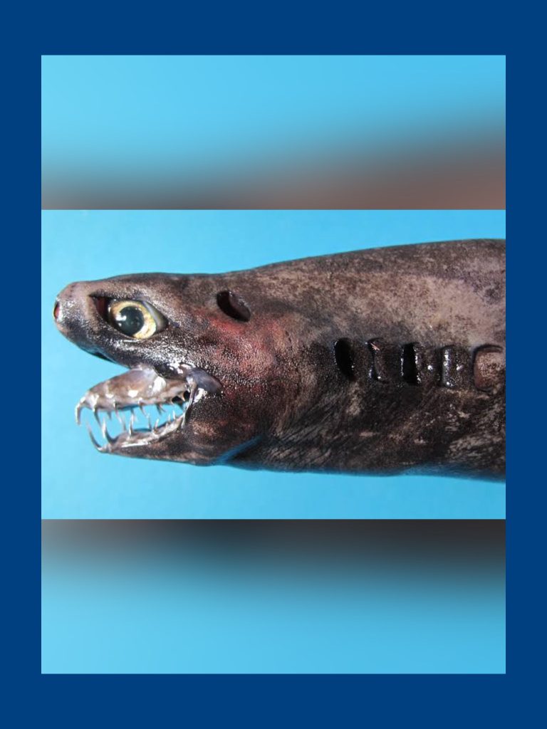 Roughskin Dogfish: The Enigmatic Deep-Sea Predator - Latest Blog